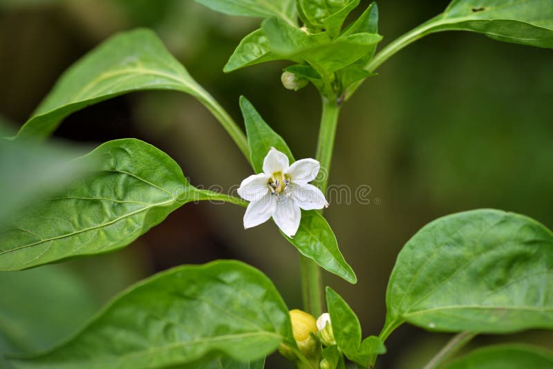 Blooming Bell Pepper among Green Leaves in the Garden Stock Image ...