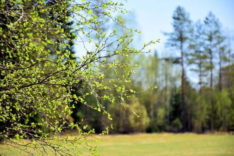 A blooming birch tree. stock image. Image of bloom, growing - 116548111