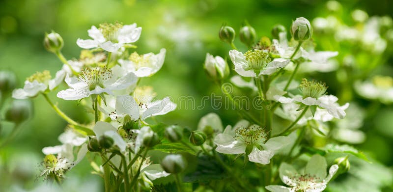 Blackberry Bush stock photo. Image of black, fruit, berry - 95994792