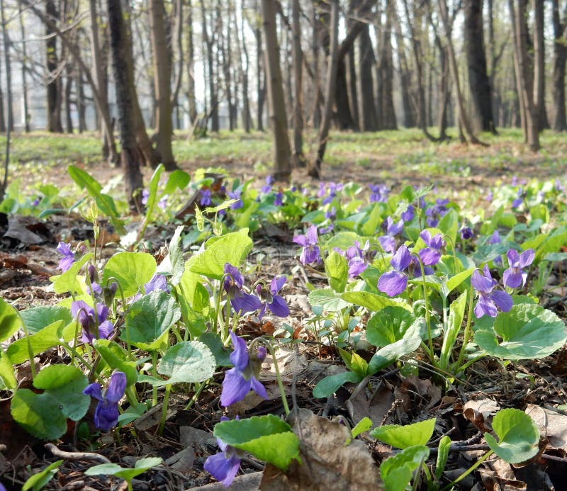 Blooming Blue Forest Violets Blurry Background Park Stock Photos - Free ...