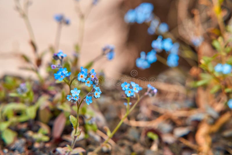 Blooming Blue Forget-me-not Flowers in a Forest Glade Stock Image ...