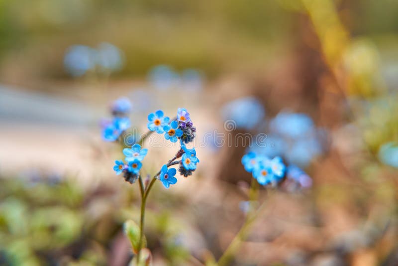 Blooming Blue Forget-me-not Flowers in a Forest Glade Stock Photo ...