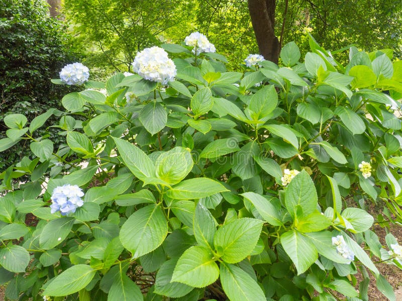 Blooming Blue Hydrangea. Hydrangea Bush. Botanical Garden Stock Image ...