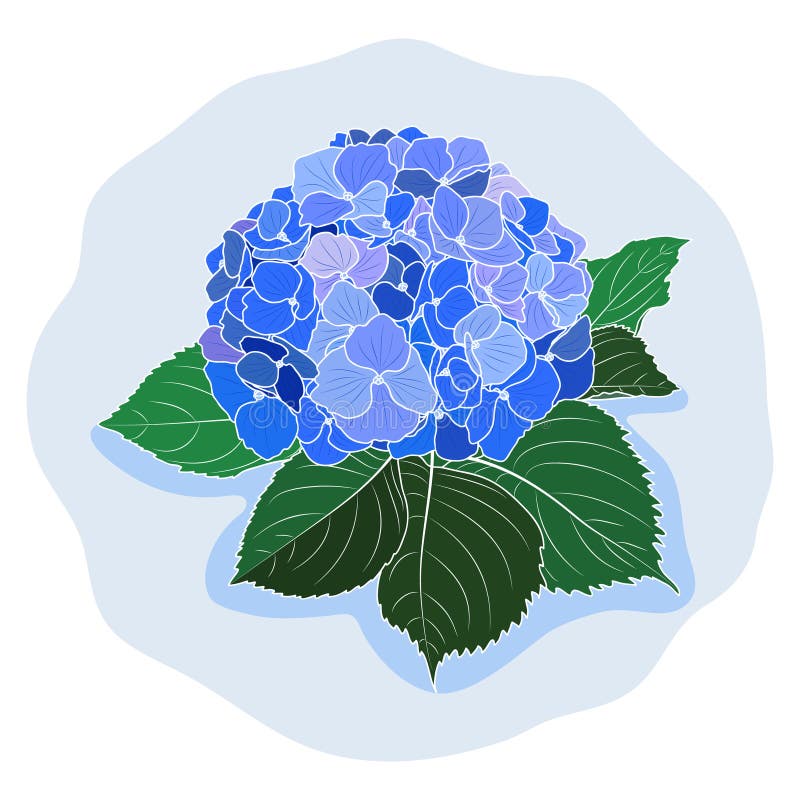 Blooming Blue Hydrangea Flower Outline, Botanical Vector Illustration ...