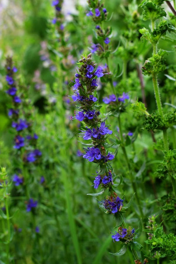 Blue Hyssop or Hyssopus Officinalis. Flowering Plant Stock Photo ...