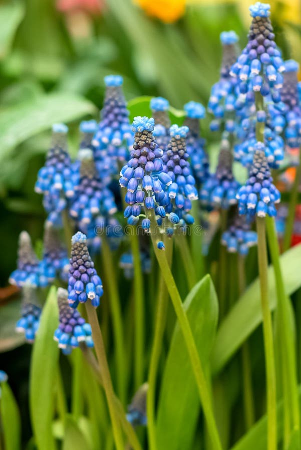 Blooming Blue Muscari Flowers in Spring Garden Stock Photo - Image of ...