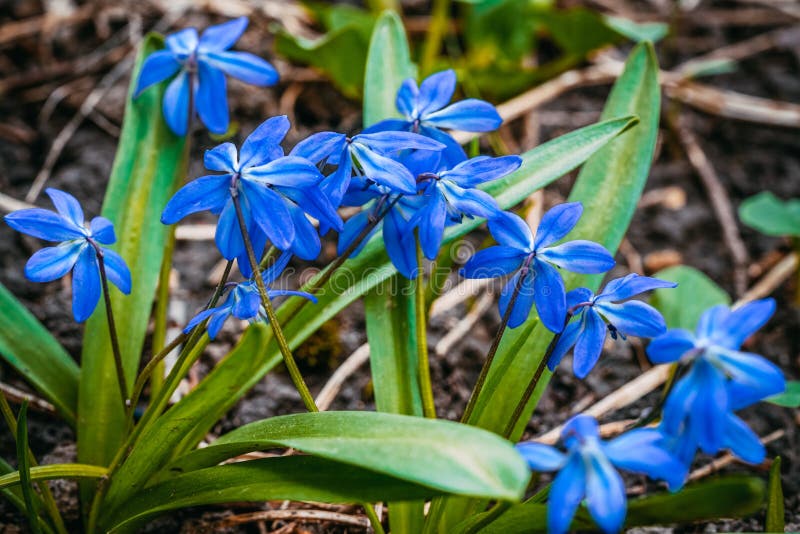 Blooming Blue Snowdrops in the Park Stock Image - Image of nature ...
