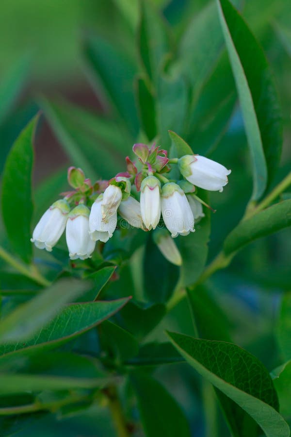 Blooming Blueberry Close Up Stock Image - Image of berries, nature ...