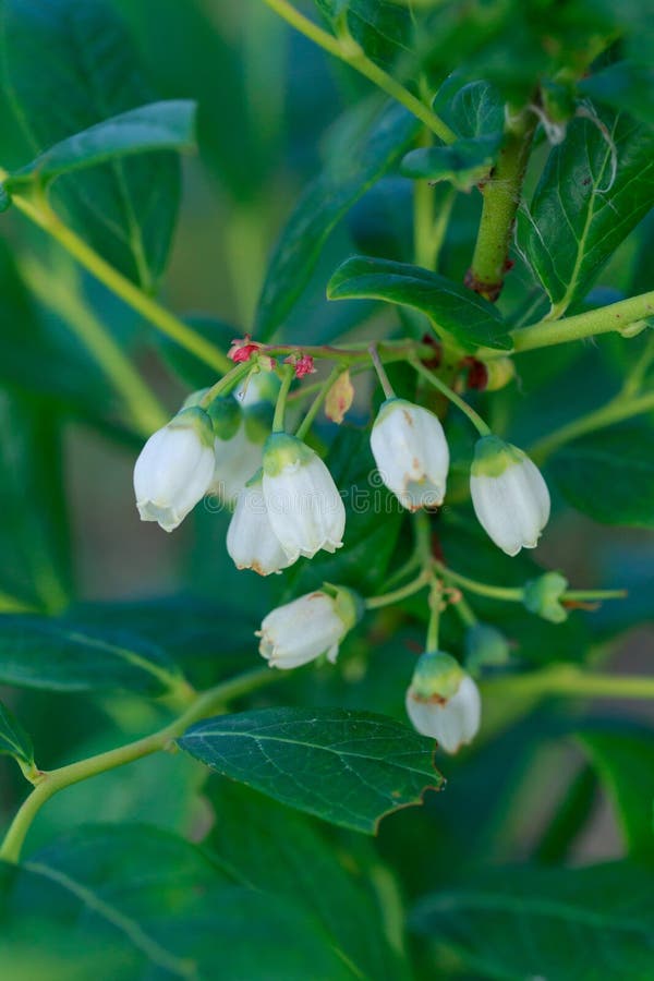 Blooming Blueberry Close Up Stock Photo - Image of blossom, perspective ...