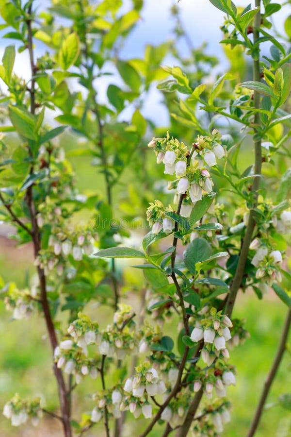 Blooming Blueberry Close Up Stock Photo - Image of berries, plant ...