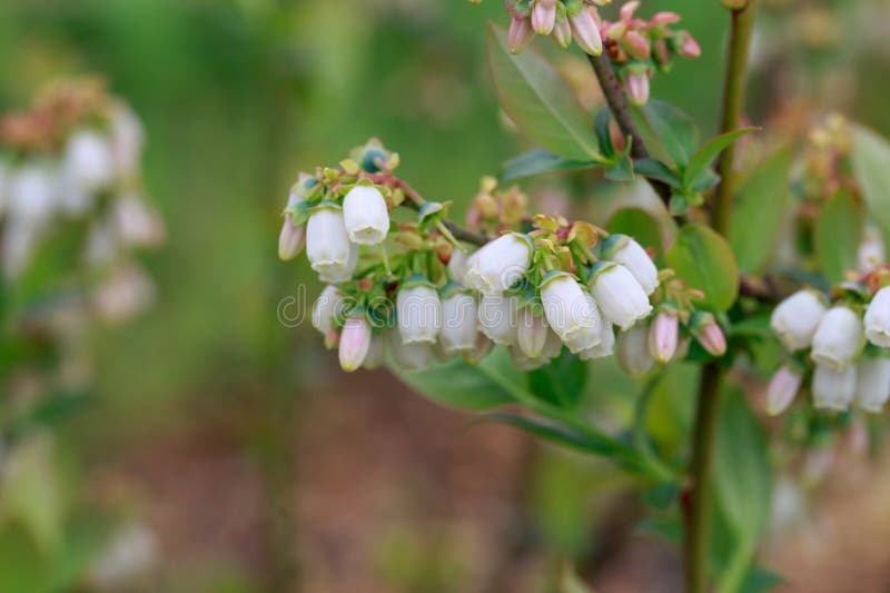 Blooming Blueberry Close Up Stock Image - Image of berries, cultivated ...