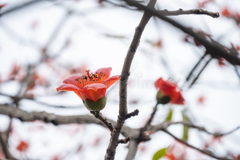 Blooming Bombax Ceiba or Red Cotton at Horizontal Composition Stock ...