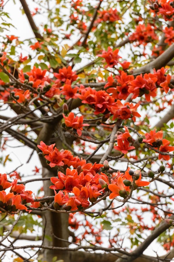 Blooming Bombax Ceiba or Red Cotton Tree Stock Photo - Image of buds ...