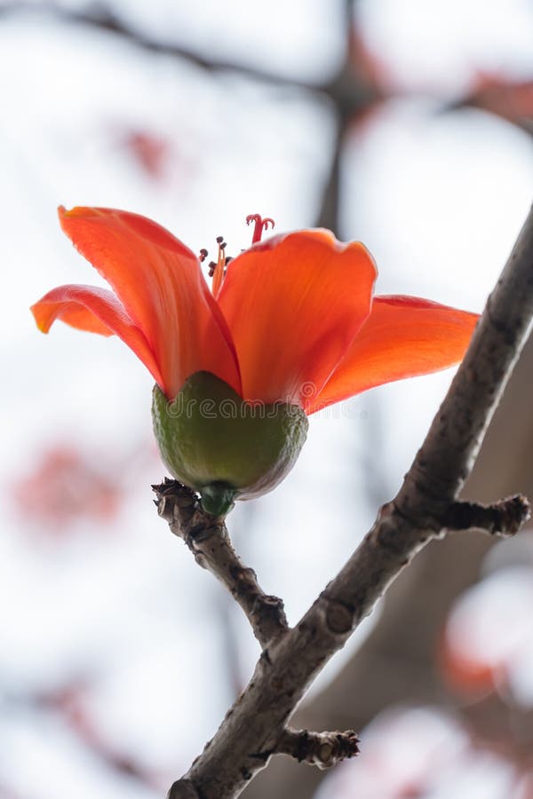 Blooming Bombax Ceiba or Red Cotton Vertical Composition Stock Photo ...