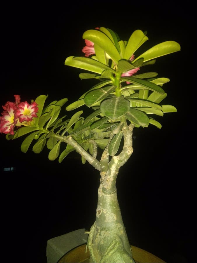 Blooming Bonsai tree stock image. Image of petal, produce - 202157175