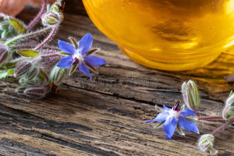 Blooming Borage Plant and Oil on a Table Stock Image - Image of bottle ...