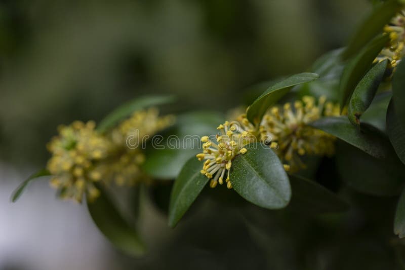 Blooming Boxwood. Buxus Sempervirens with Yellow Flowers Stock Image ...