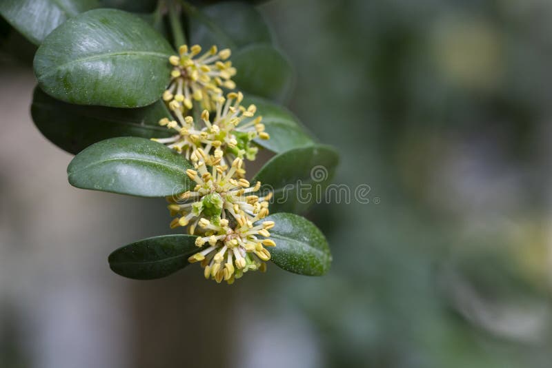 Blooming Boxwood. Buxus Sempervirens with Yellow Flowers Stock Image ...