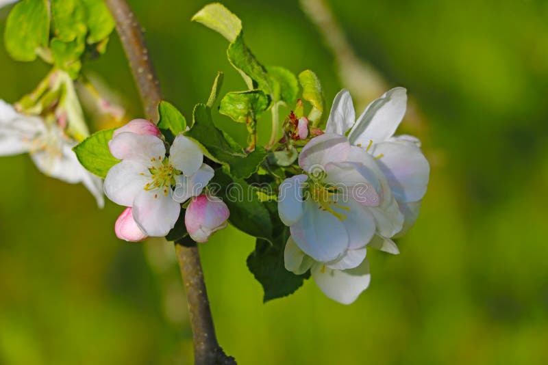 Blooming Branch of Apple or Pear Tree in the Garden in Spring Stock ...