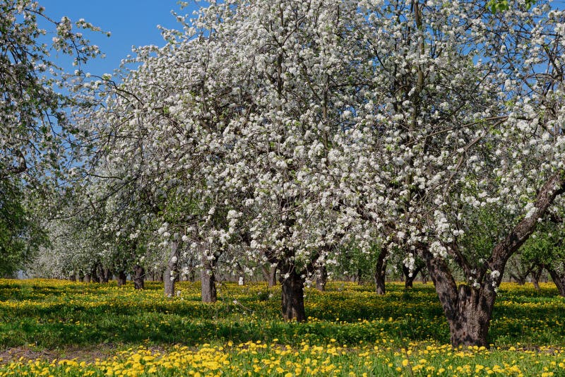 Blooming Branch of Apple Tree in Spring Stock Image - Image of cherry ...