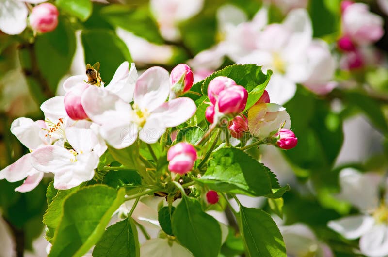 A Blooming Branch of Apple Tree in Spring Stock Image - Image of botany ...