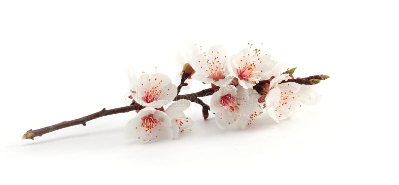 Blooming Branch of Apple Tree with Whte and Pink Flowers on Light ...