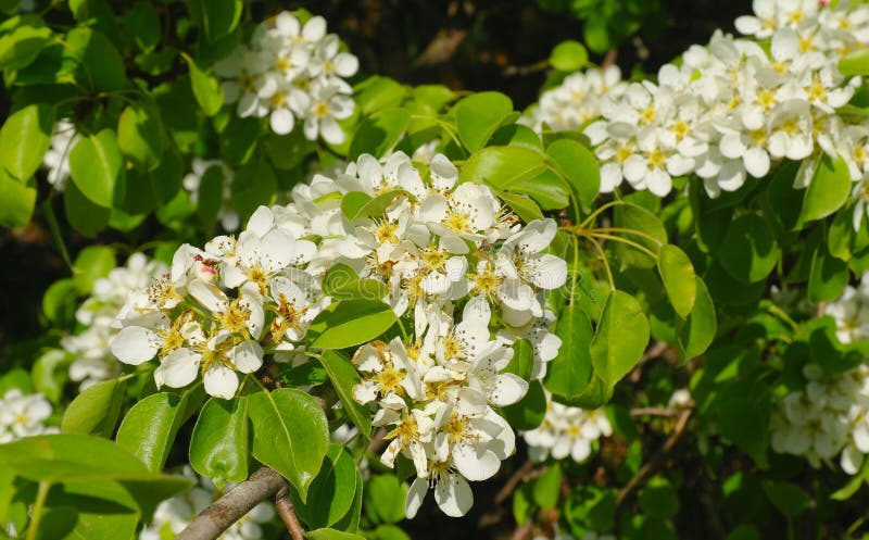 Blooming Branch of Pear Tree in Spring Stock Photo - Image of apple ...