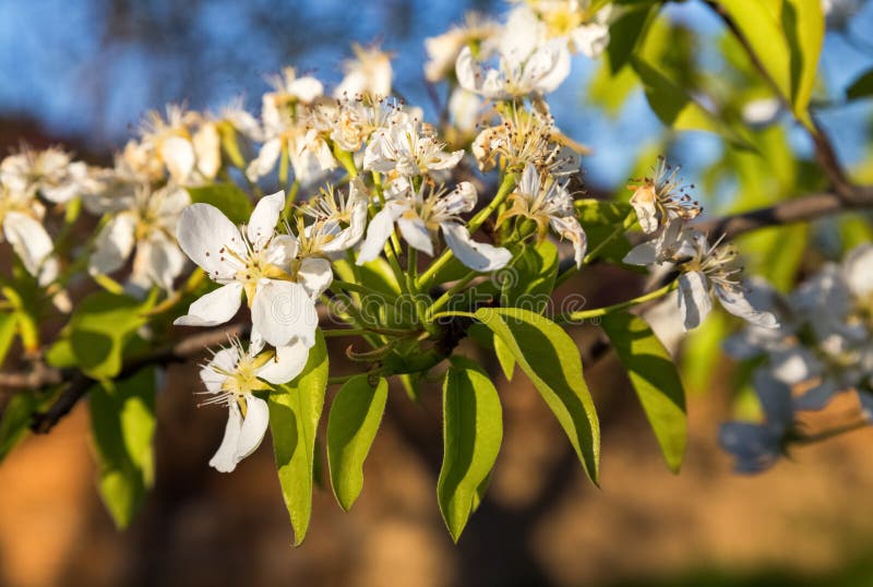 A Blooming Branch of a Pear Tree at Sunset Stock Image - Image of ...