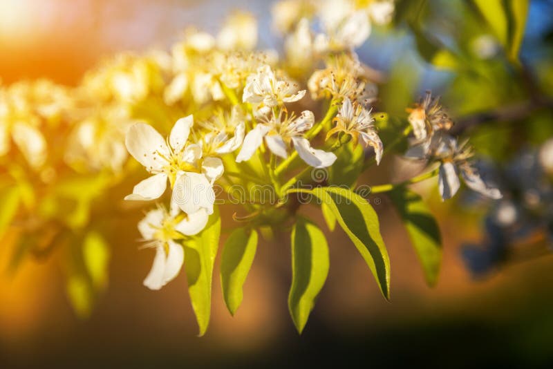 A Blooming Branch of a Pear Tree at Sunset Stock Image - Image of ...