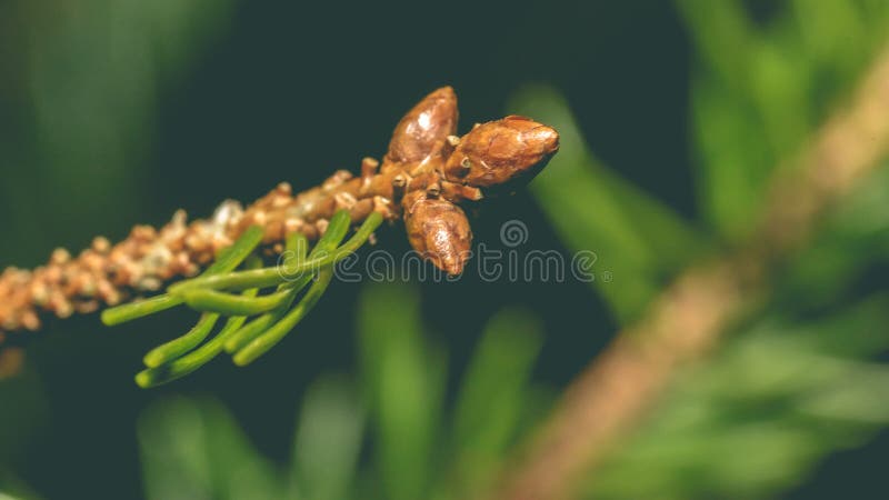 Blooming Branch of Pine Tree B Stock Image - Image of pine, split ...