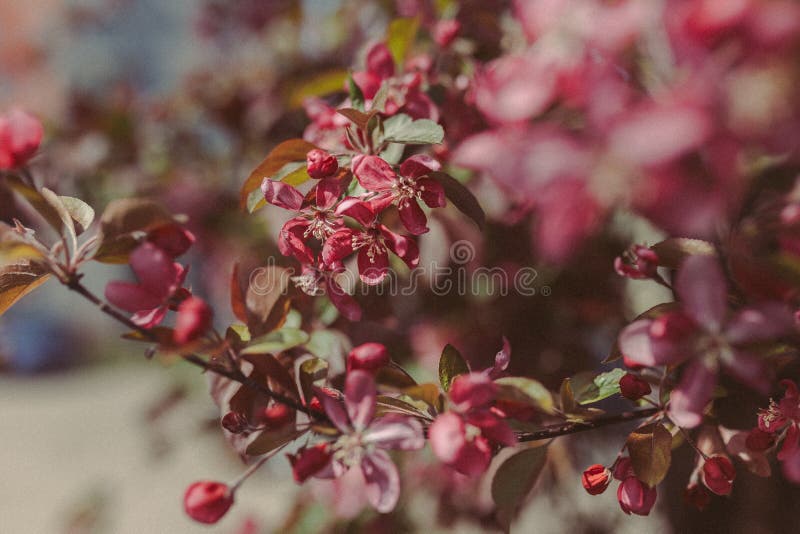 Blooming Branch with Pink Flowers. Beautiful Spring Tree Pink Green ...