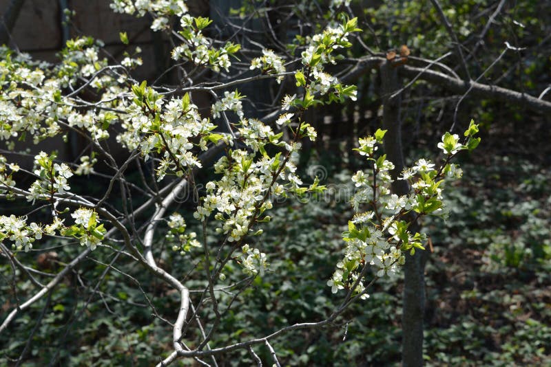 Blooming Branch of Plum Tree. Spring Garden Stock Photo - Image of ...