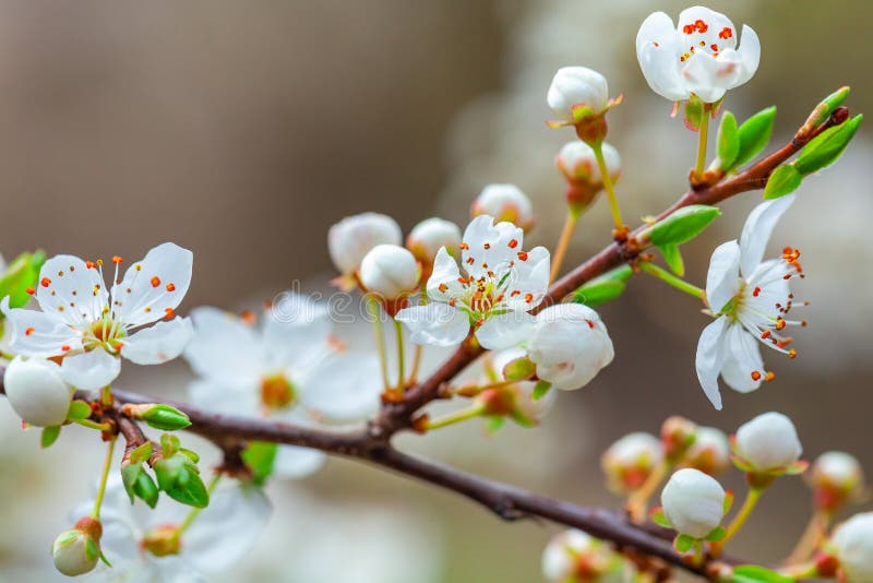 Blooming Branch of Wild Plums. Wild Plum Blossoms at Spring Stock Photo ...