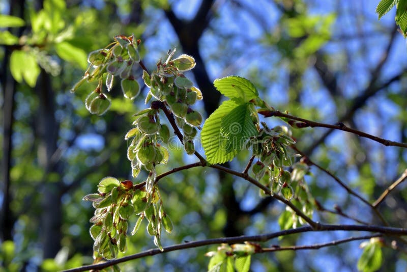 Blooming Branches of an Elm Tree in Spring Stock Photo - Image of ...