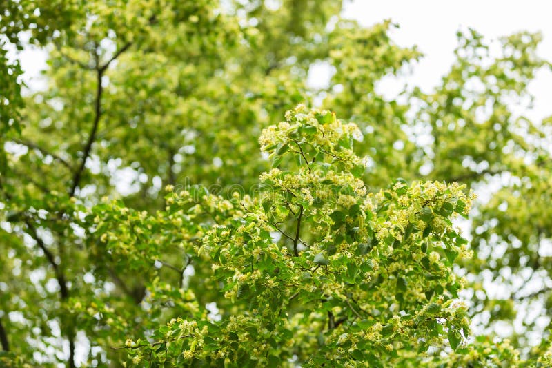 The Branches of the Lime Trees with Yellow Leaves Backlit Stock Photo ...