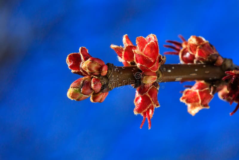 Blooming Branches of Maple Tree during Spring Time. Maple Buds O Stock ...