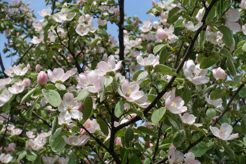 Blooming Branches of Quince Tree in May Stock Image - Image of outdoors ...