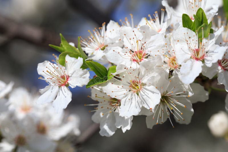 Blooming Branches in Spring Stock Photo - Image of petal, white: 39245068