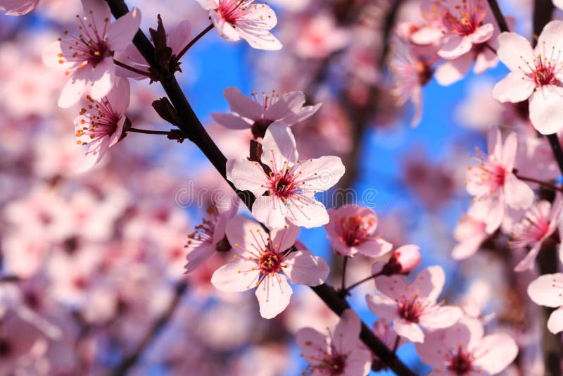 Blooming Branches in Spring Stock Image - Image of beauty, springtime ...