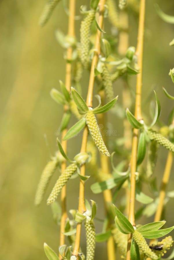 Blooming Branches of the Weeping Willow, Salix Babylonica. Natural ...