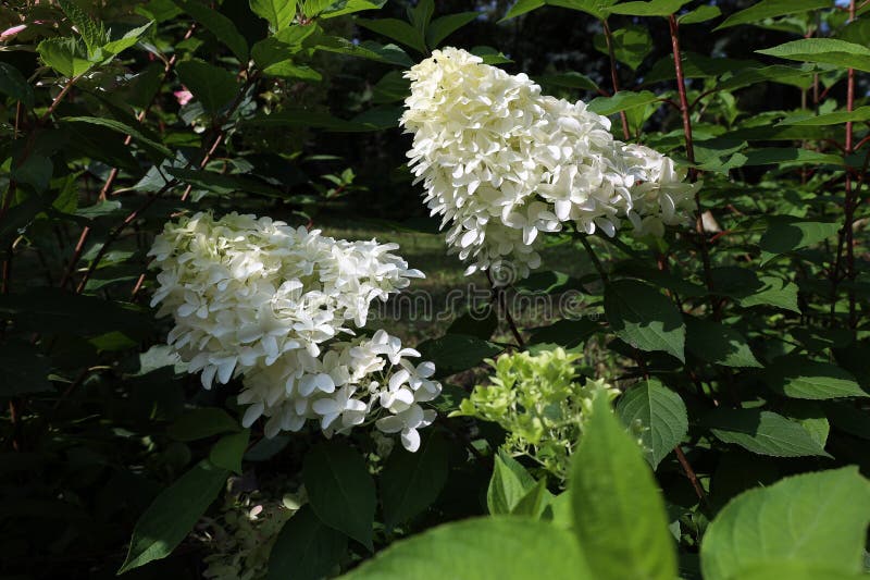Blooming Branches of White Hydrangea in the City Park Stock Image ...