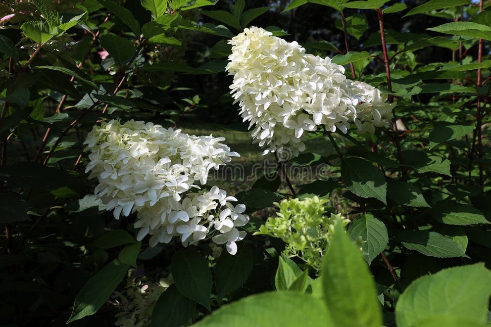 Blooming Branches of White Hydrangea in the City Park Stock Image ...