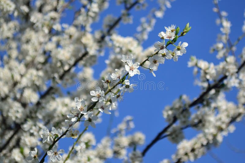 Blooming branches stock photo. Image of seasonal, bloom - 30518096