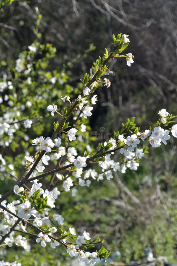 Blooming branches stock photo. Image of fresh, branch - 30518106
