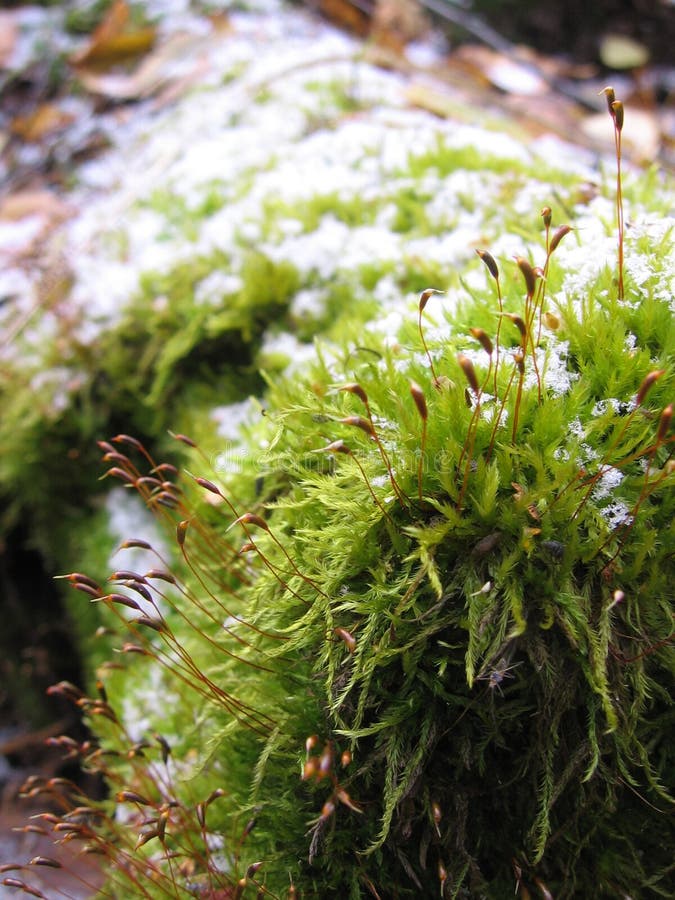 Blooming Bright Moss in the Snow on a Log Close-up Stock Photo - Image ...