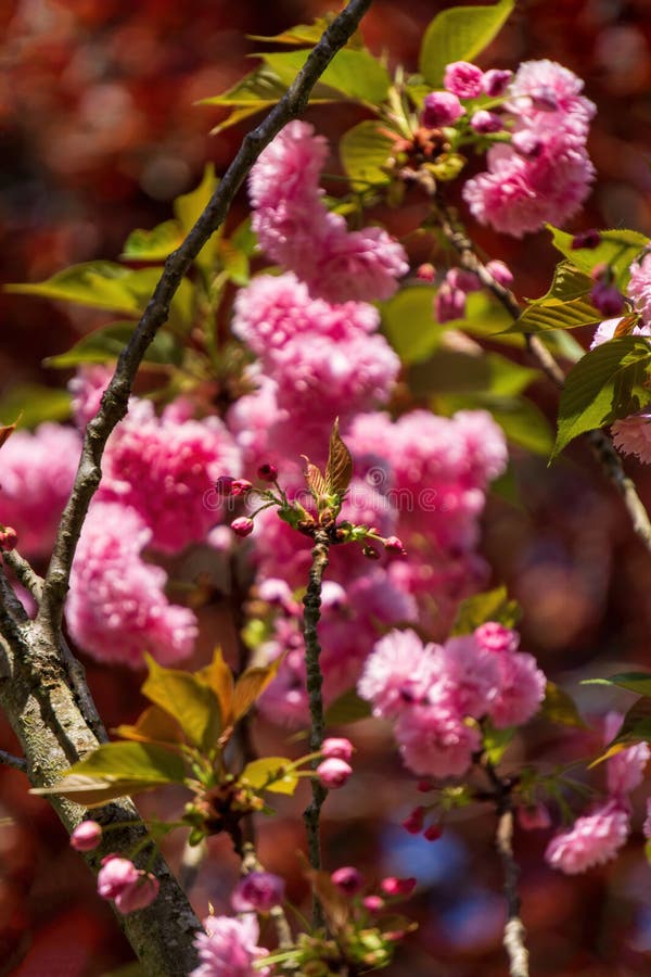 Blooming Bright Pink Sakura Branches in the Garden Stock Photo - Image ...