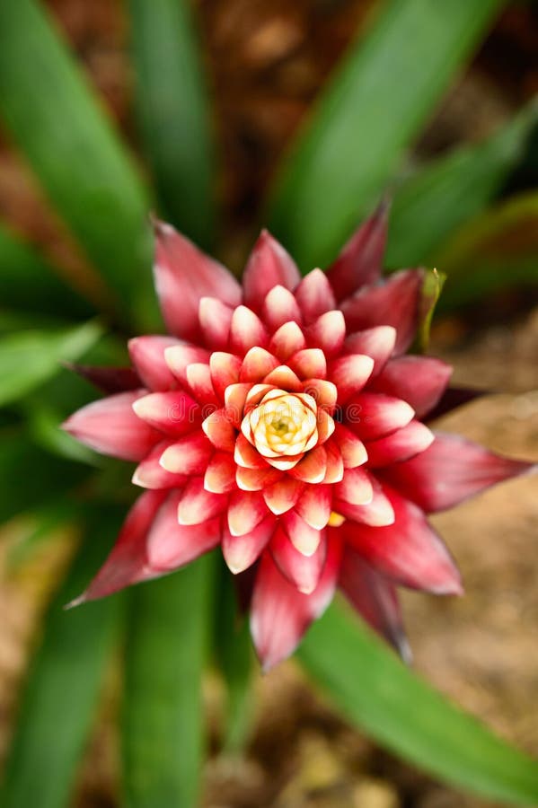 Blooming Bromelia, a Beautiful Red Flower with White Tips on the Petals ...