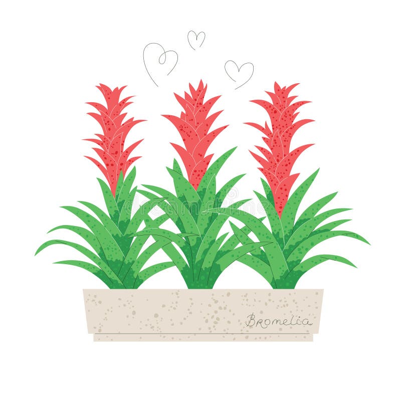 Bromelia Bloom Stock Illustrations – 349 Bromelia Bloom Stock ...