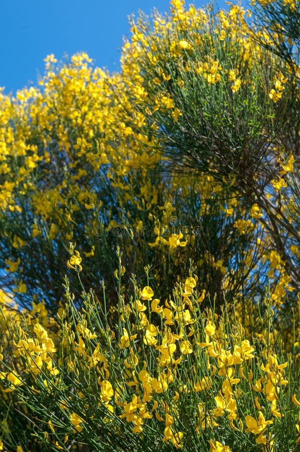 Blooming broom plant stock photo. Image of colorful, broom - 54523290