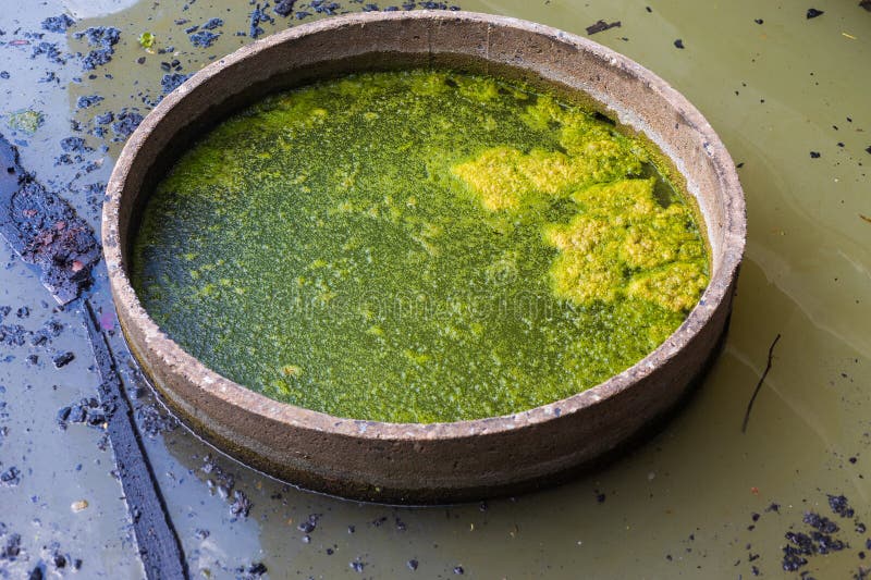 Chlorella Algae Bloom on the Surface of Water Stock Image - Image of ...